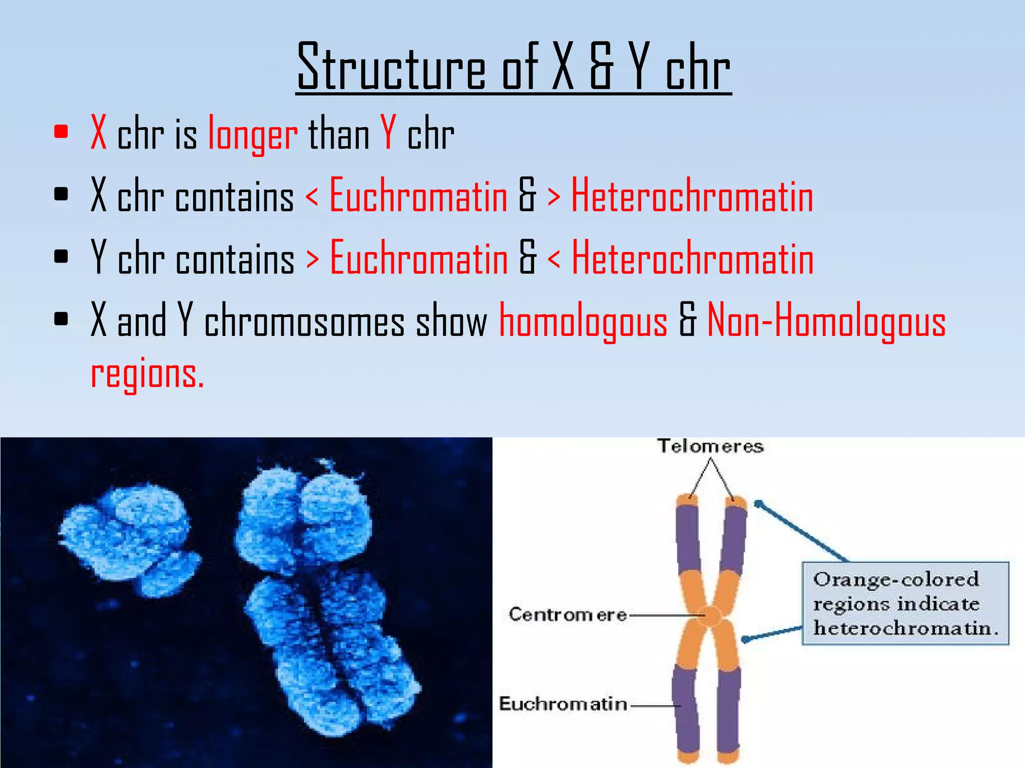 Structure of chromosomes final | PPT
