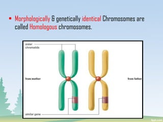 Structure of chromosomes final | PPT