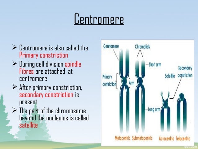 Structure of chromosomes final