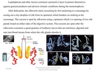 Structure of Cocoon.pptx