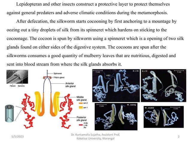 Structure of Cocoon.pptx