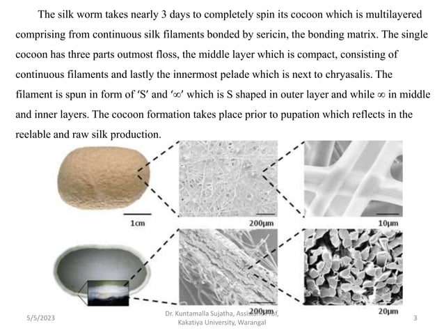 Structure of Cocoon.pptx