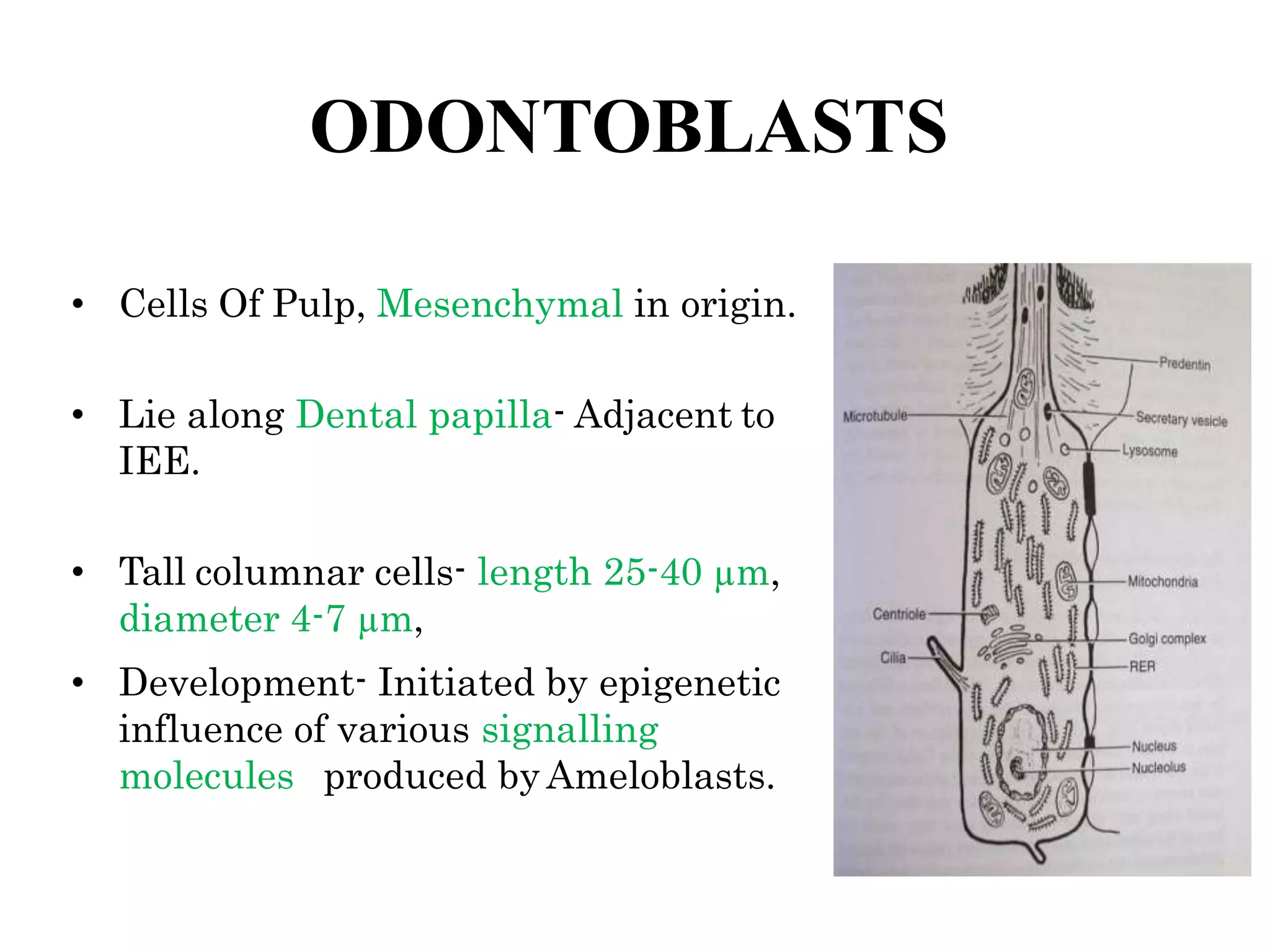 Structure of dentine | PPTX