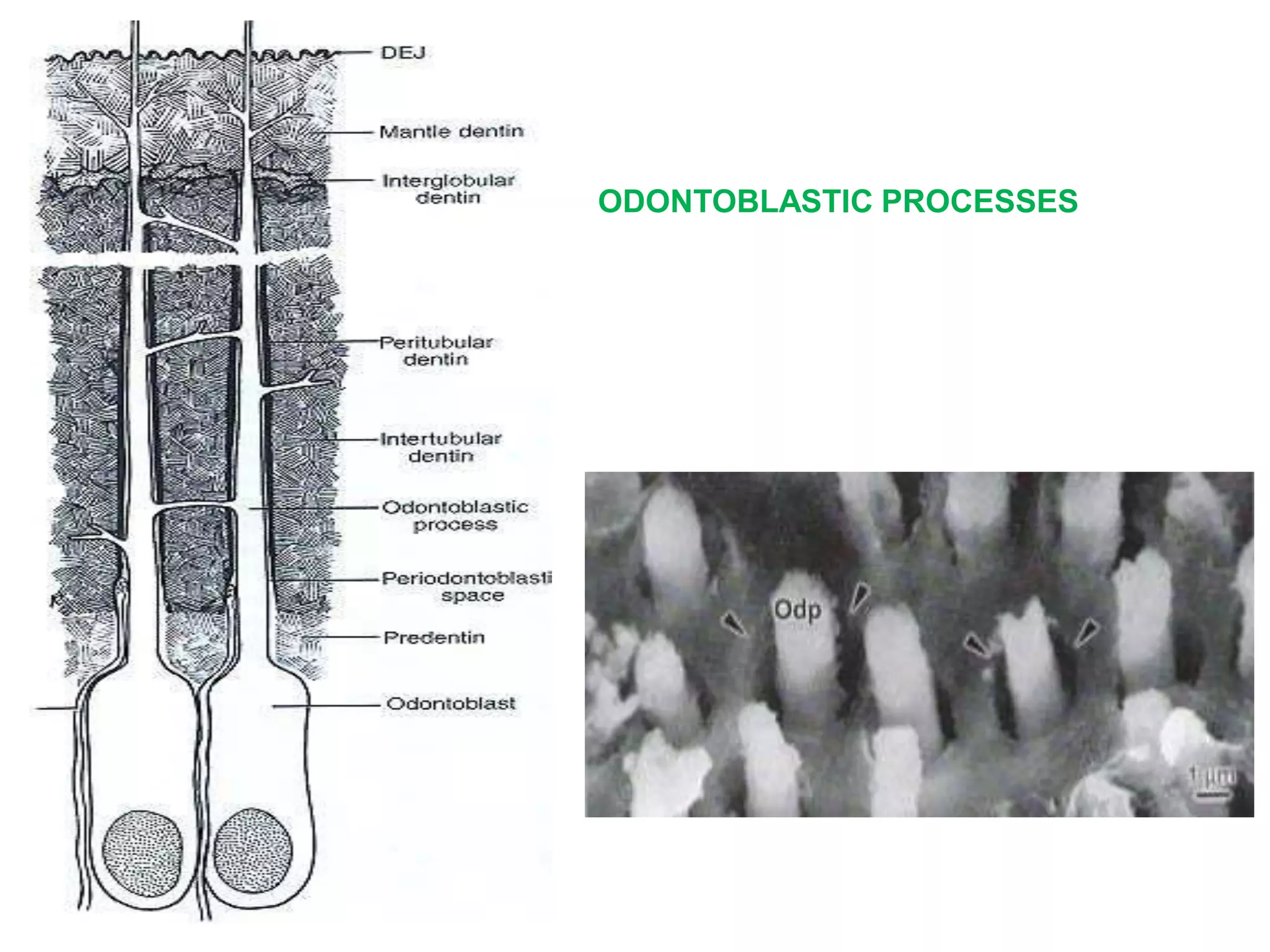 Structure of dentine | PPTX