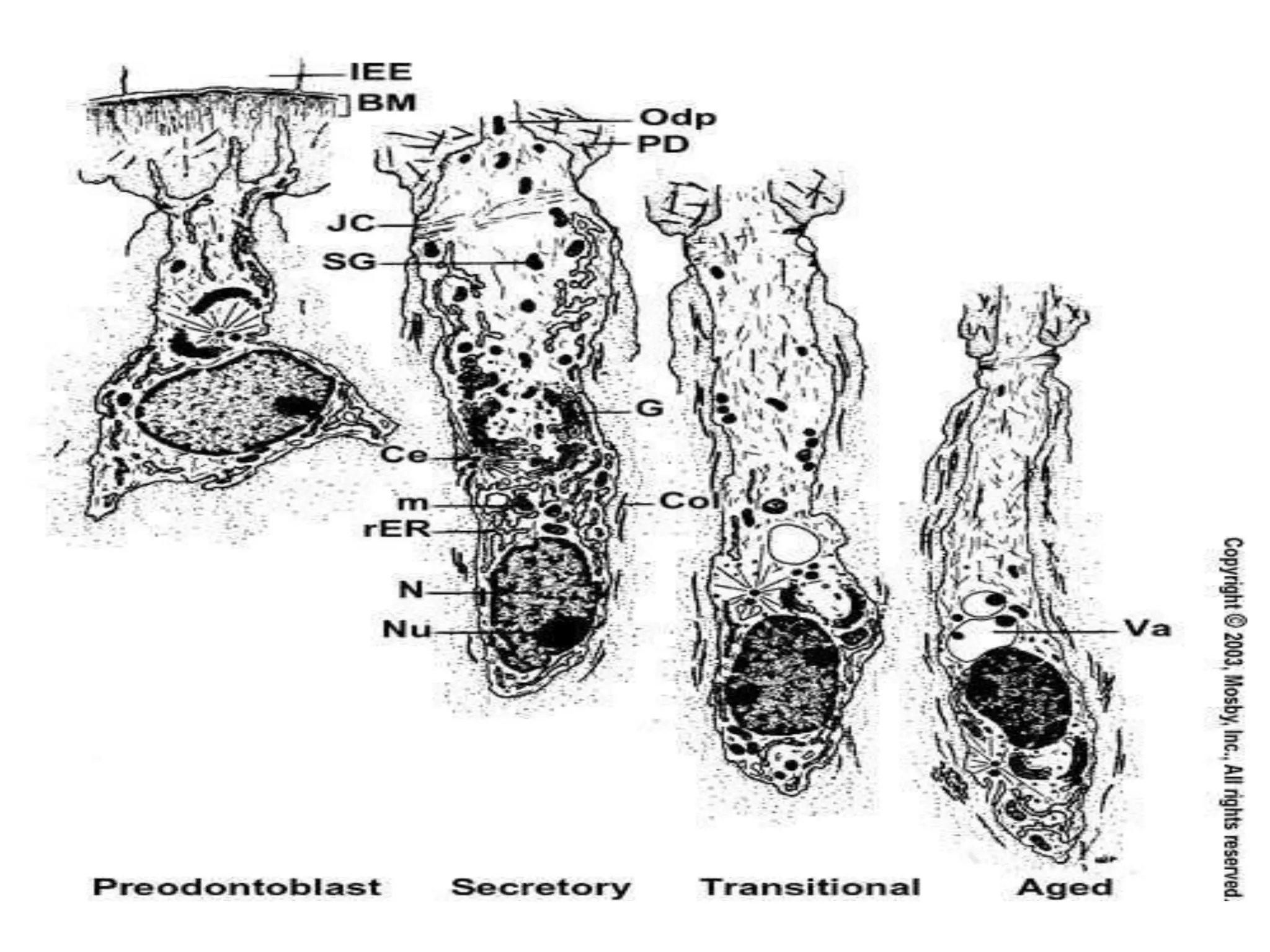 Structure of dentine | PPTX