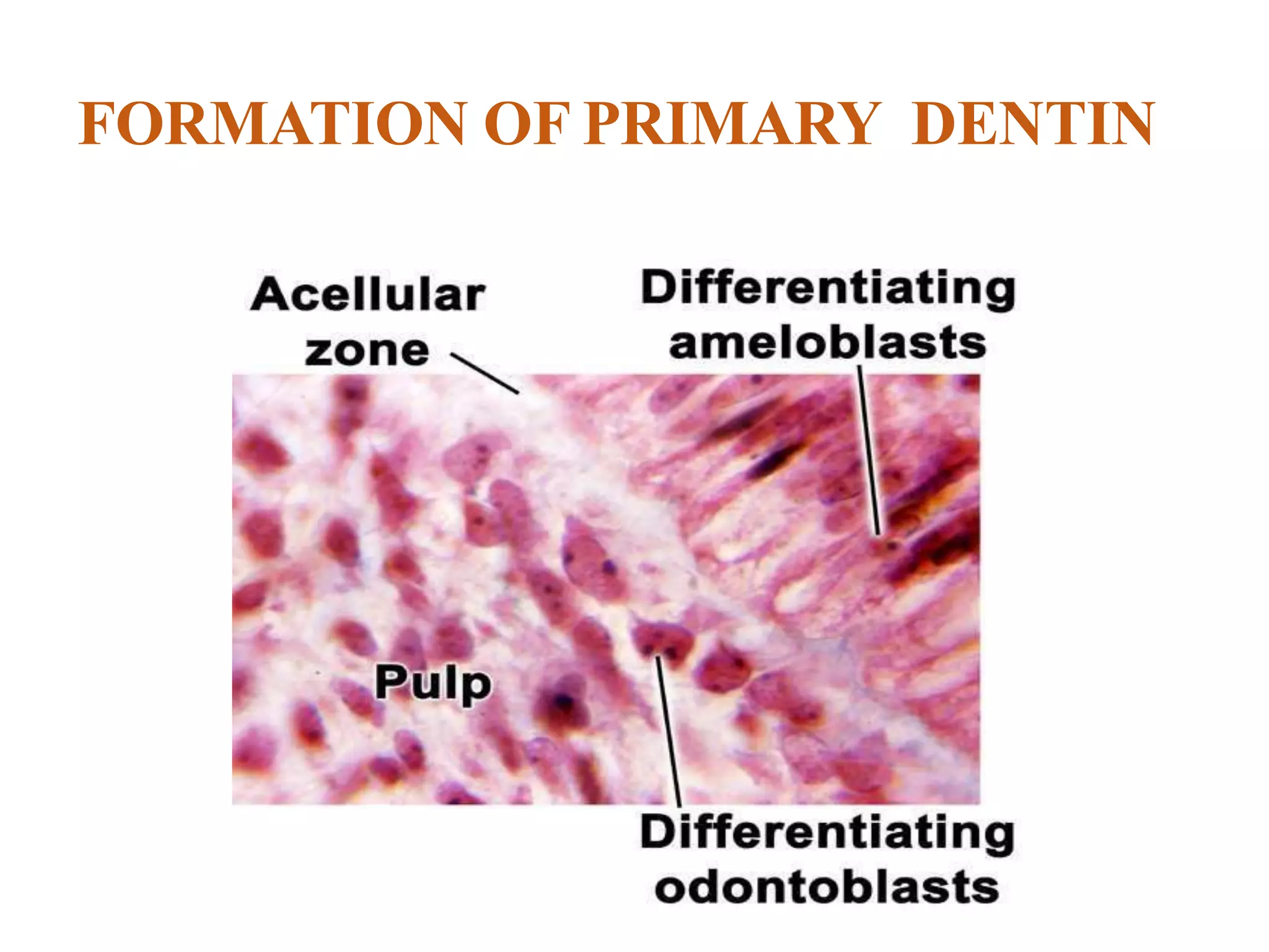 Structure of dentine | PPTX