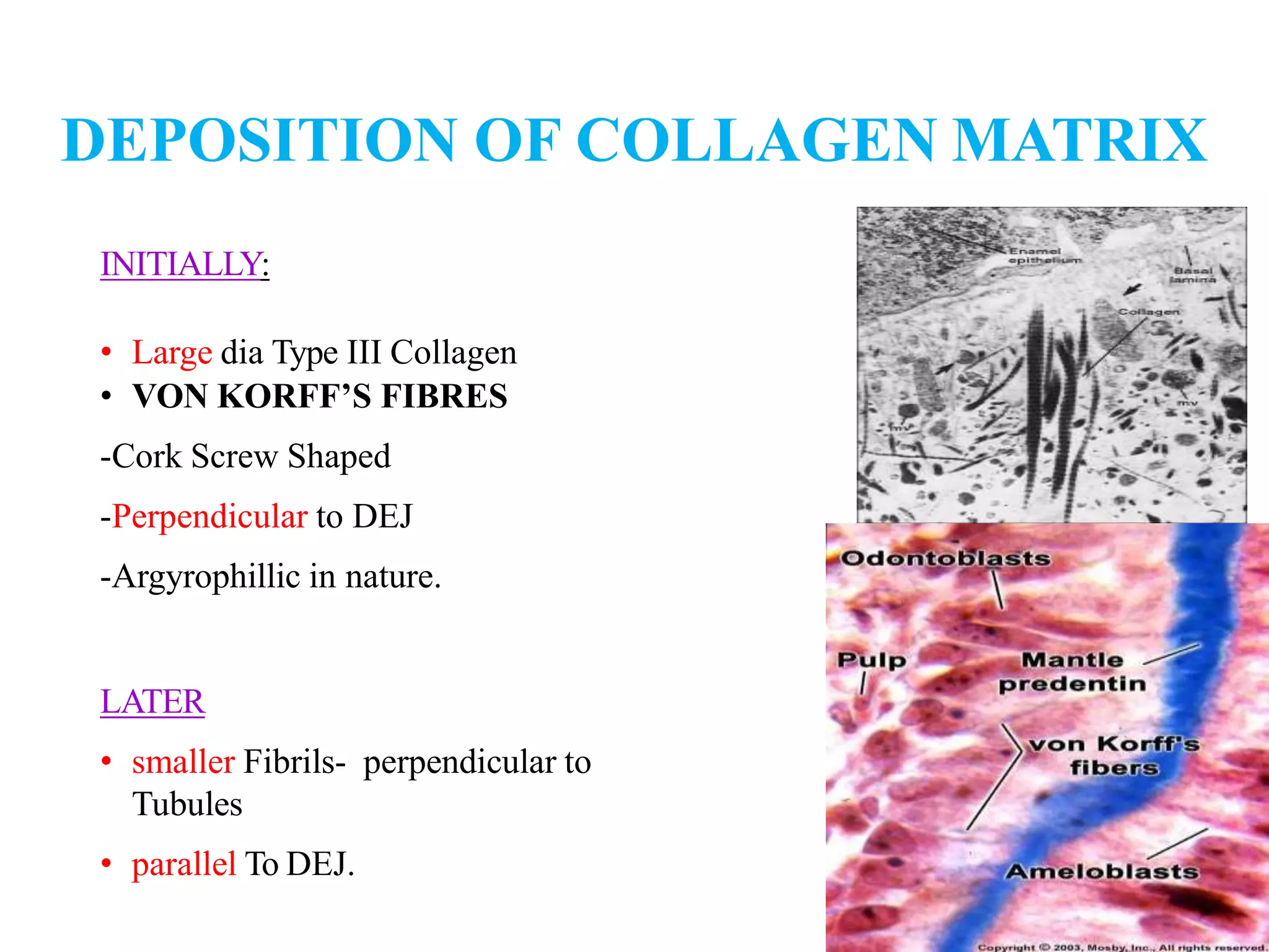 Structure of dentine | PPTX