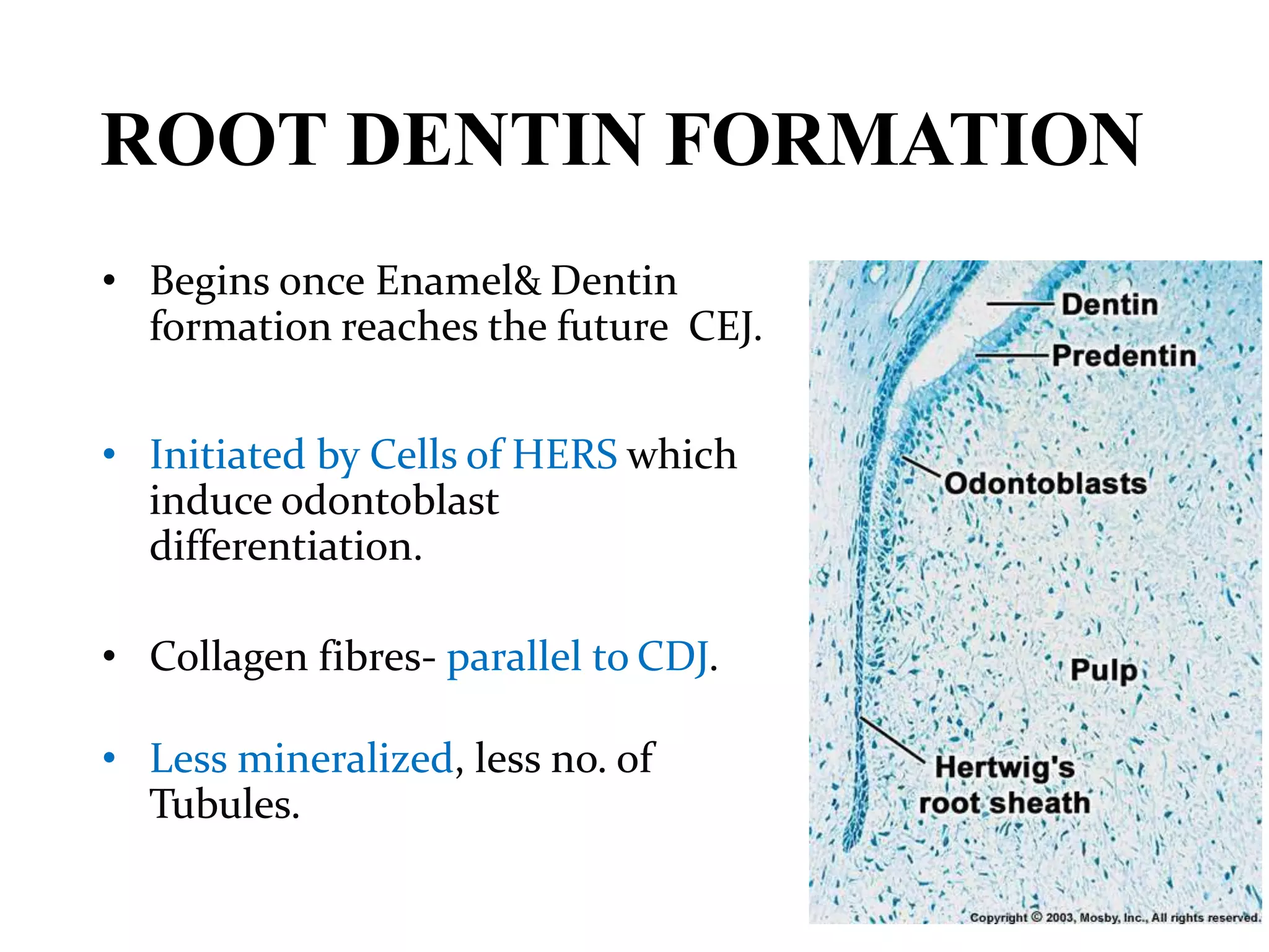 Structure of dentine | PPTX