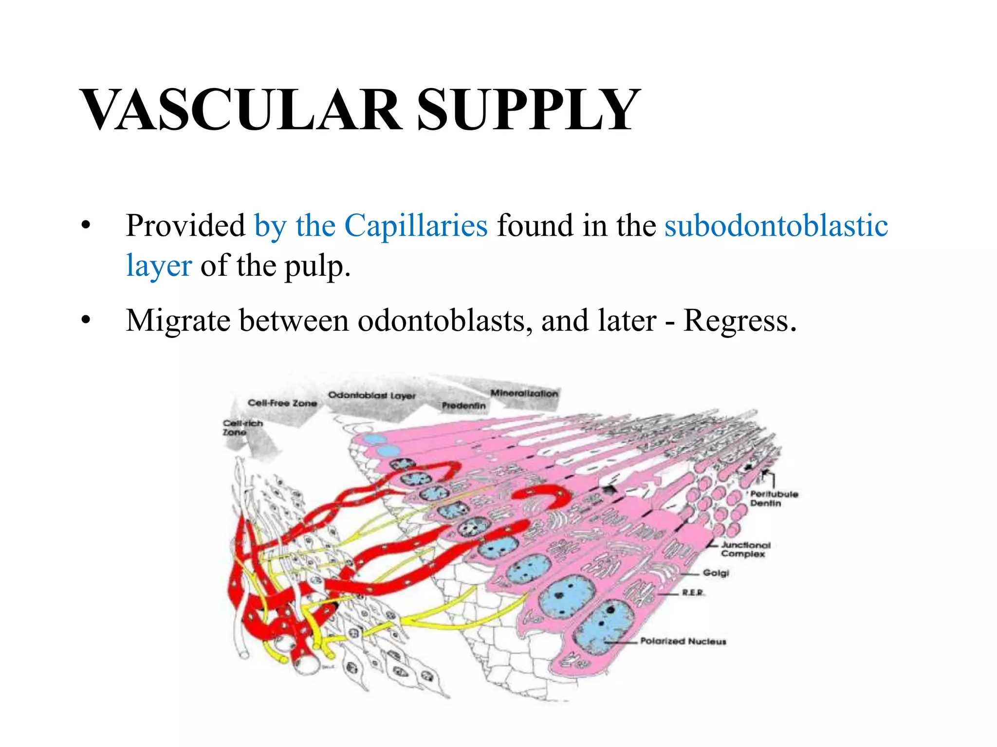 Structure of dentine | PPTX