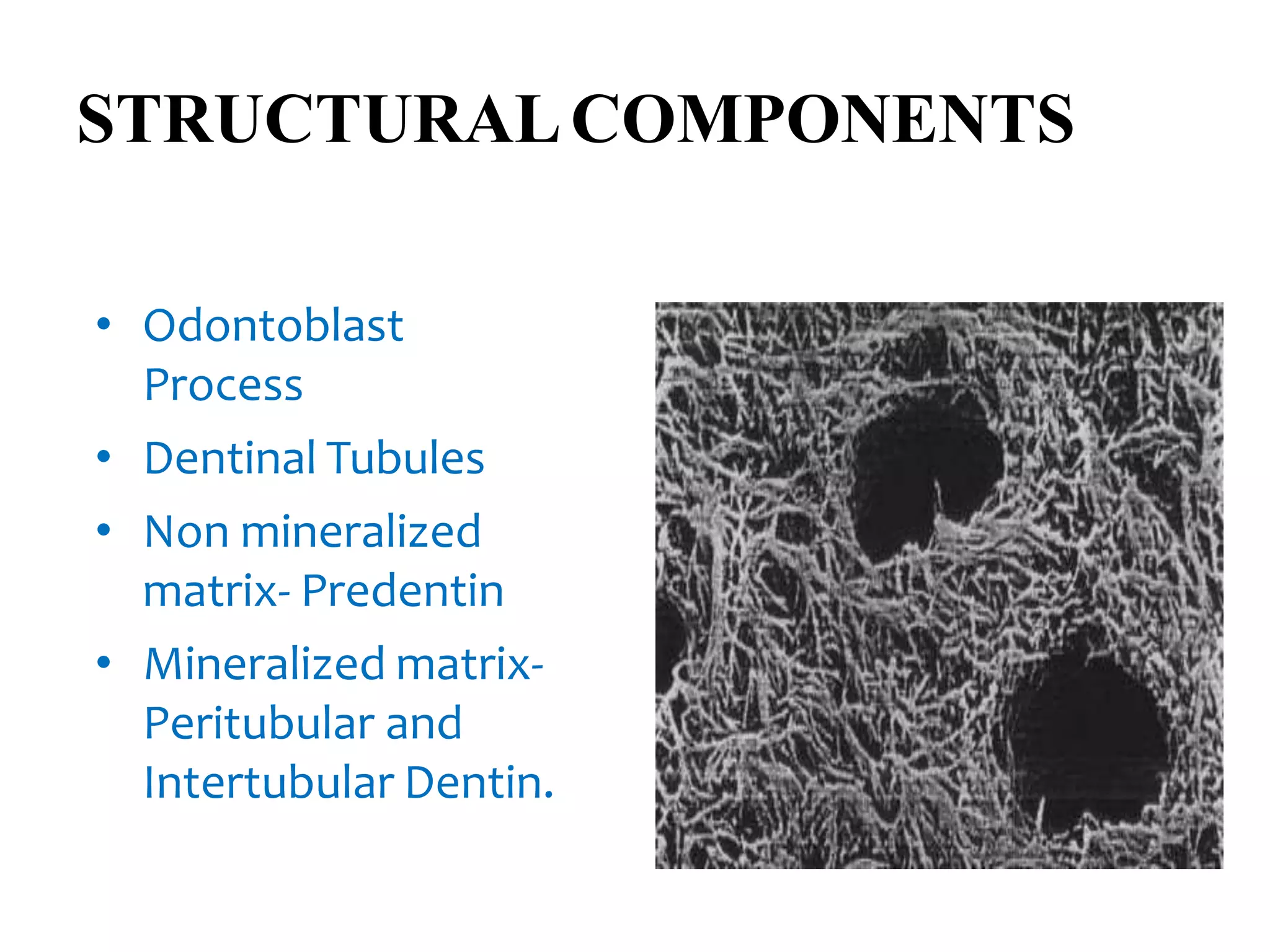 Structure of dentine | PPTX