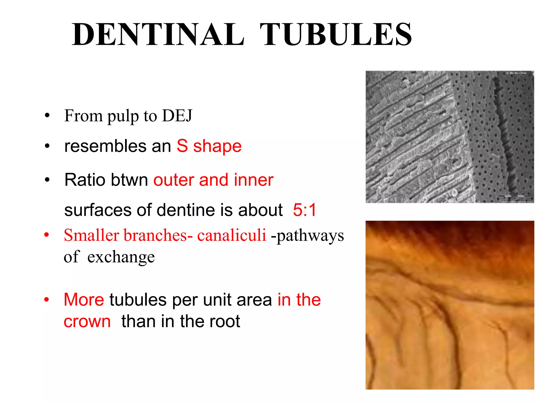 Structure of dentine | PPTX