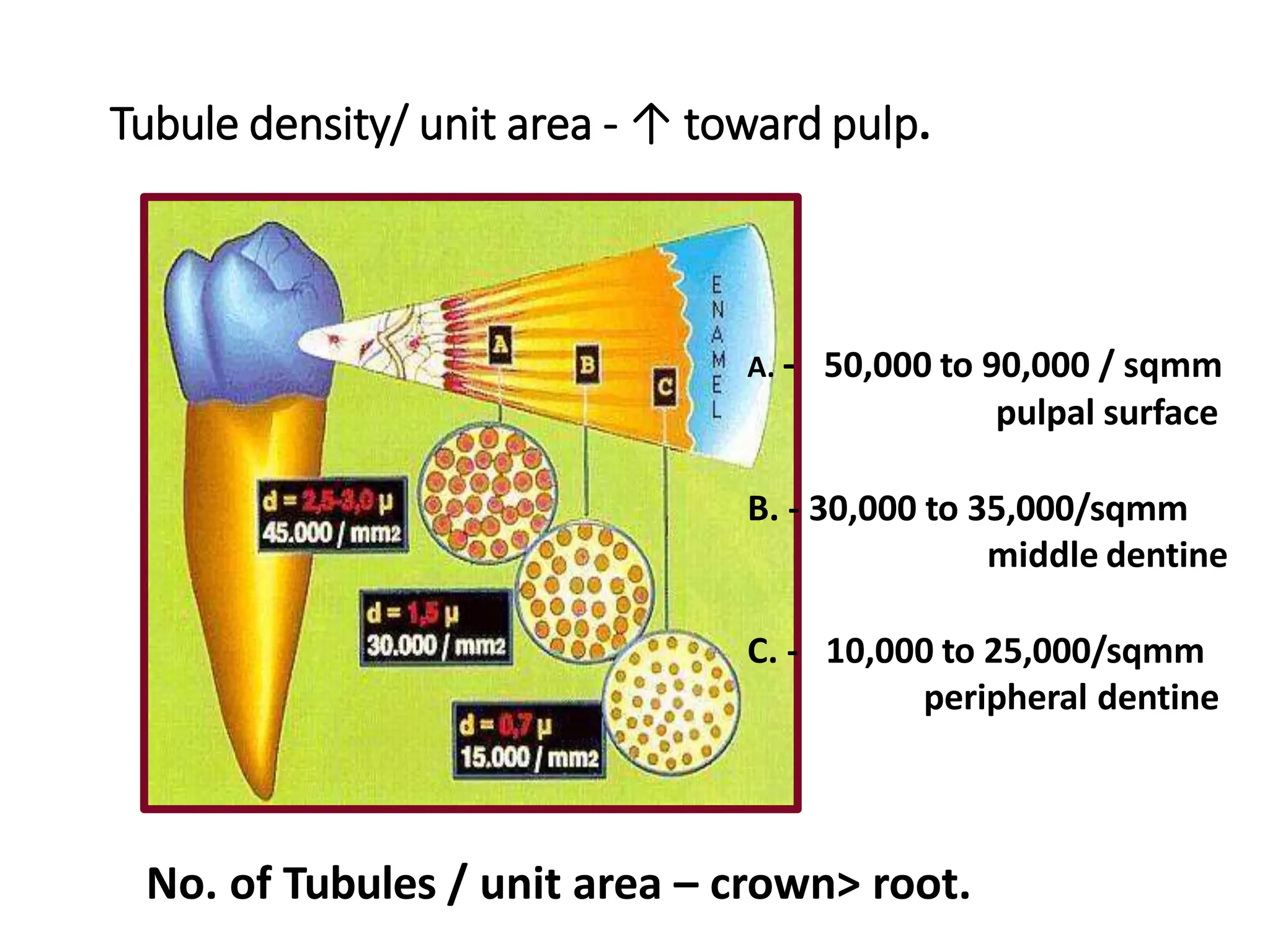 Structure of dentine | PPTX