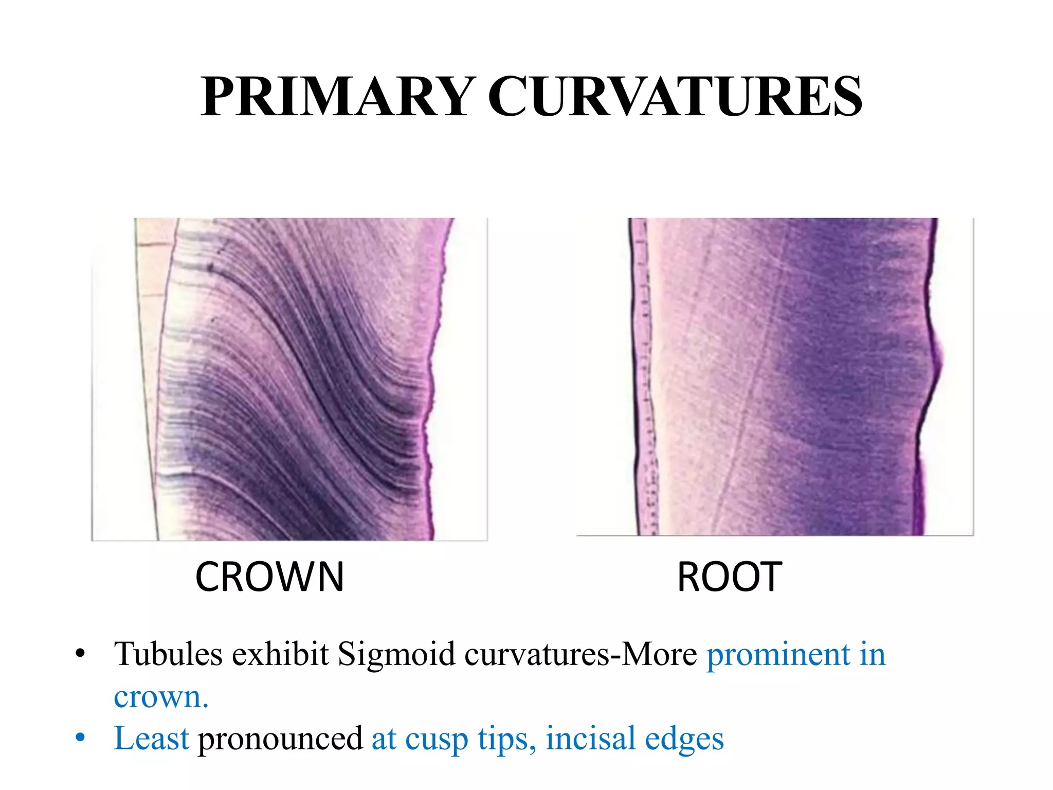 Structure of dentine | PPTX