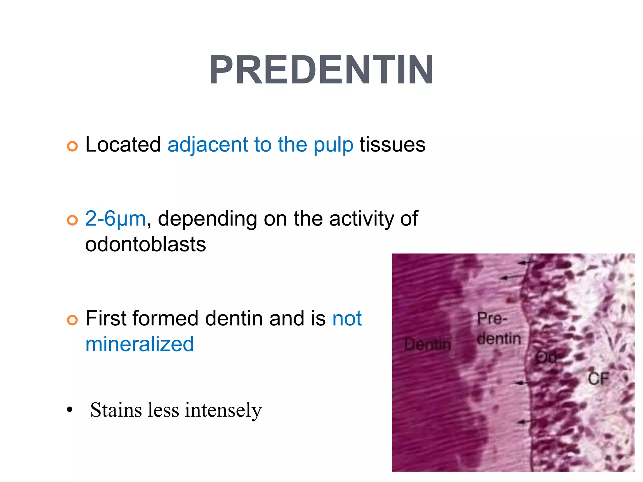 Structure of dentine | PPTX