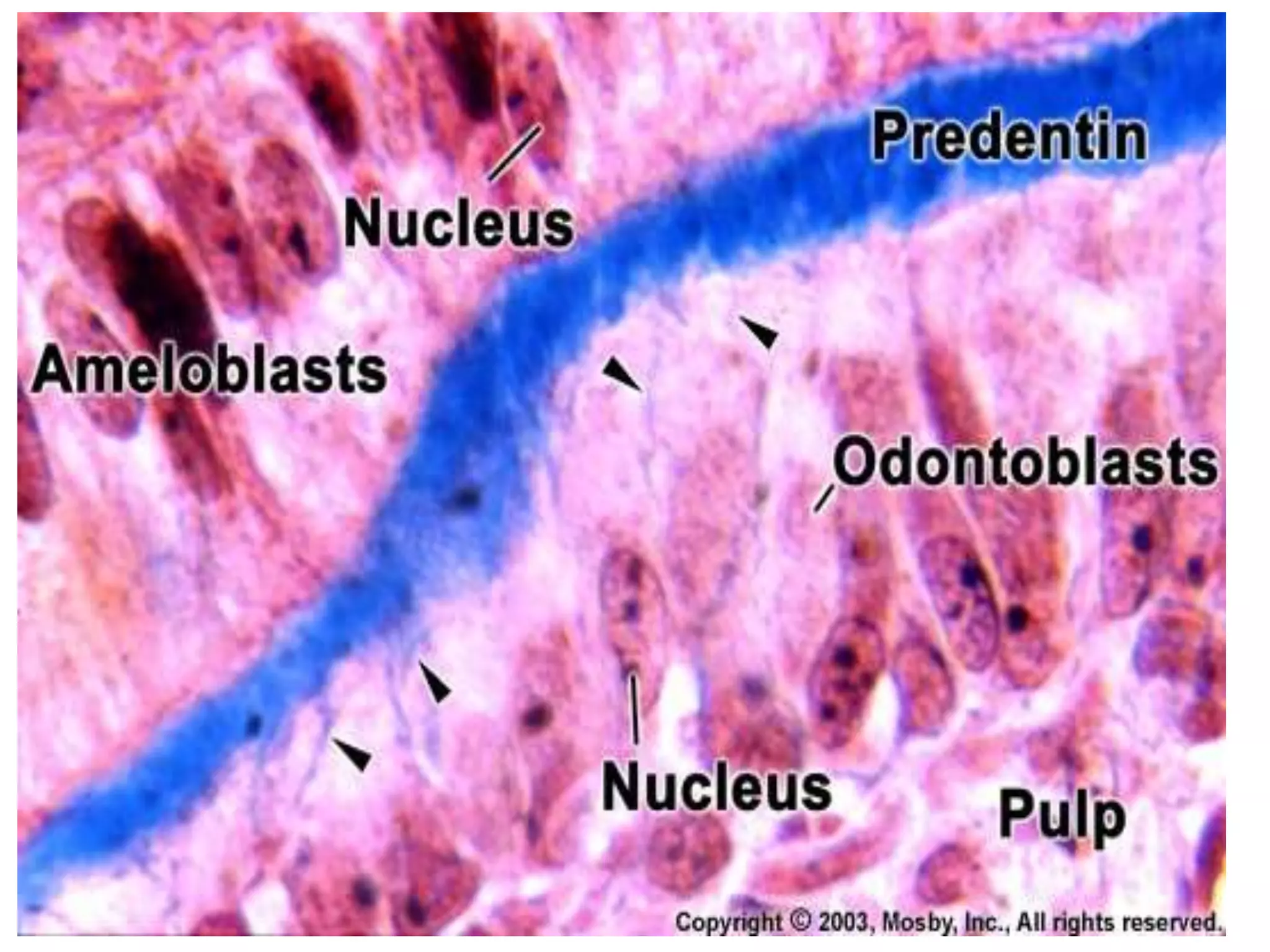 Structure of dentine | PPTX