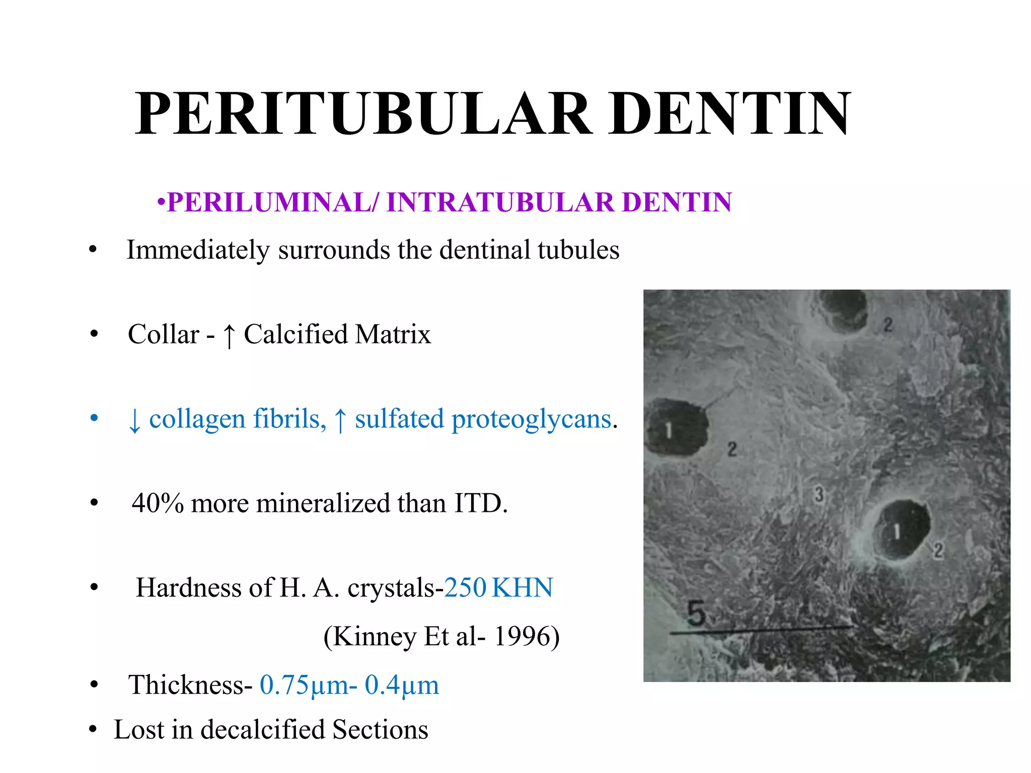Structure of dentine | PPTX