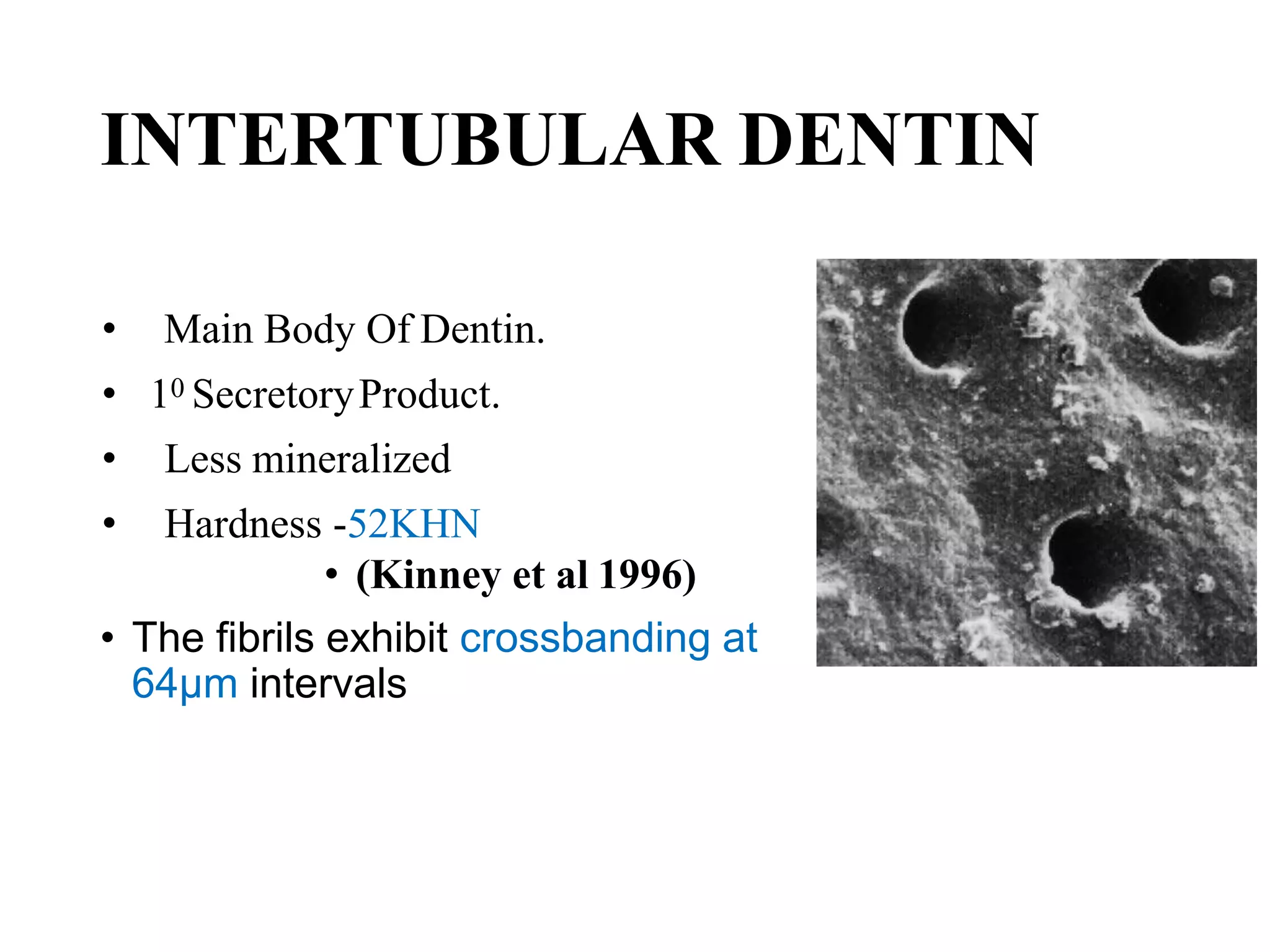 Structure of dentine | PPTX