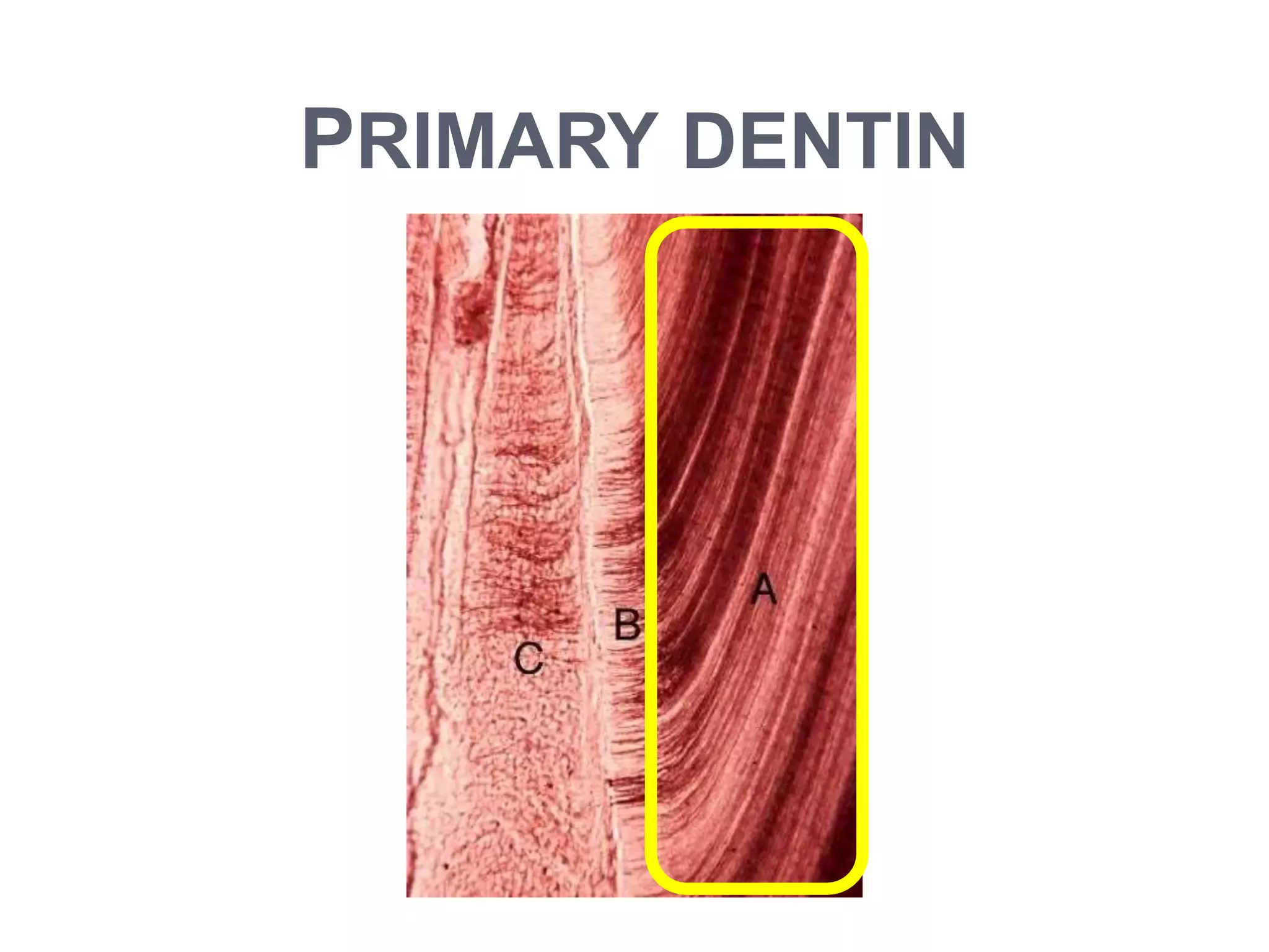 Structure of dentine | PPTX