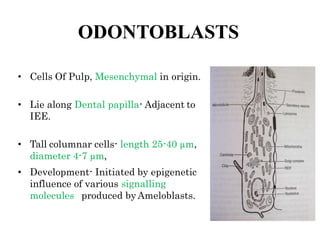Structure of dentine | PPTX