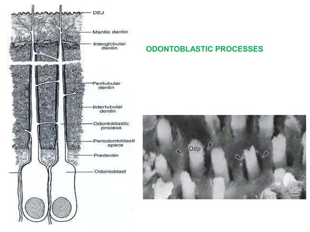 Structure of dentine | PPTX