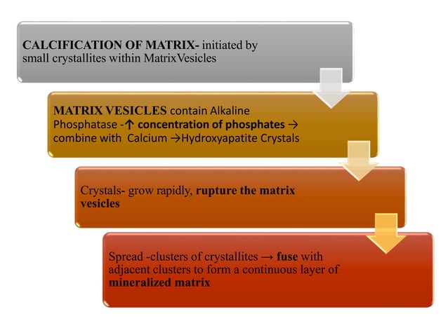 Structure of dentine | PPTX