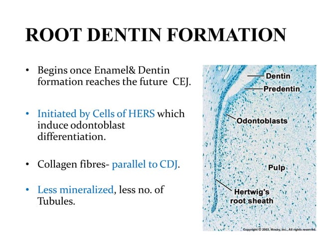 Structure of dentine | PPTX