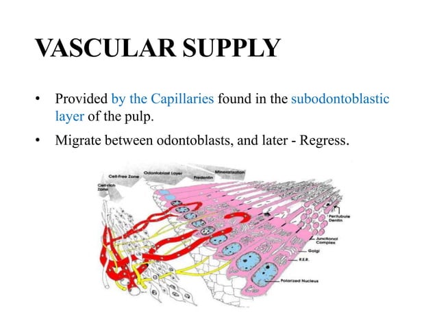 Structure of dentine | PPTX
