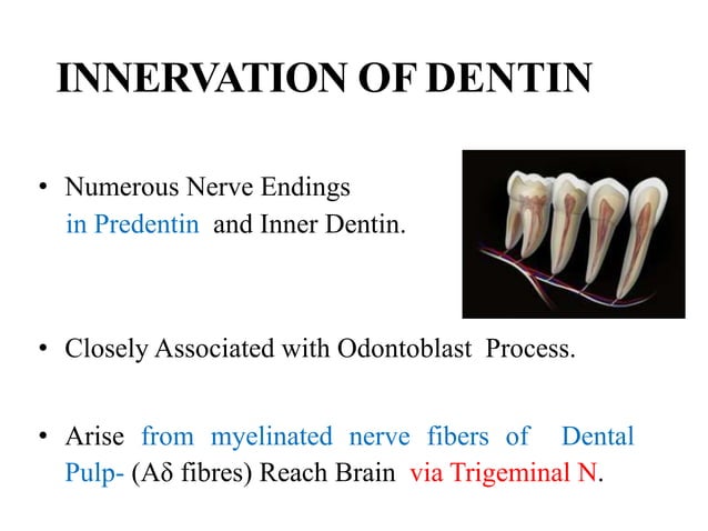 Structure of dentine | PPTX