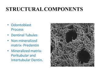 Structure of dentine | PPTX