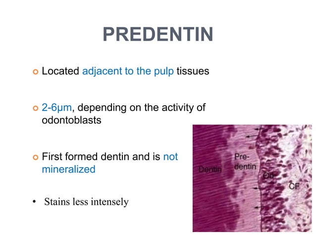 Structure of dentine | PPTX
