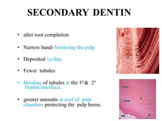 Structure of dentine | PPTX