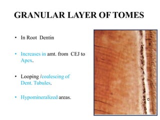Structure of dentine | PPTX