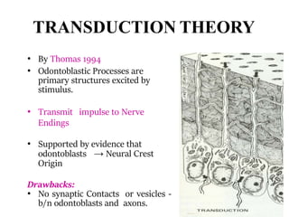 Structure of dentine | PPTX