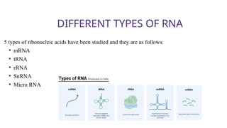 Structure of different type of RNA (1).pptx