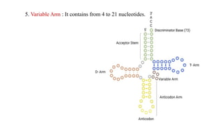 Structure of different type of RNA (1).pptx
