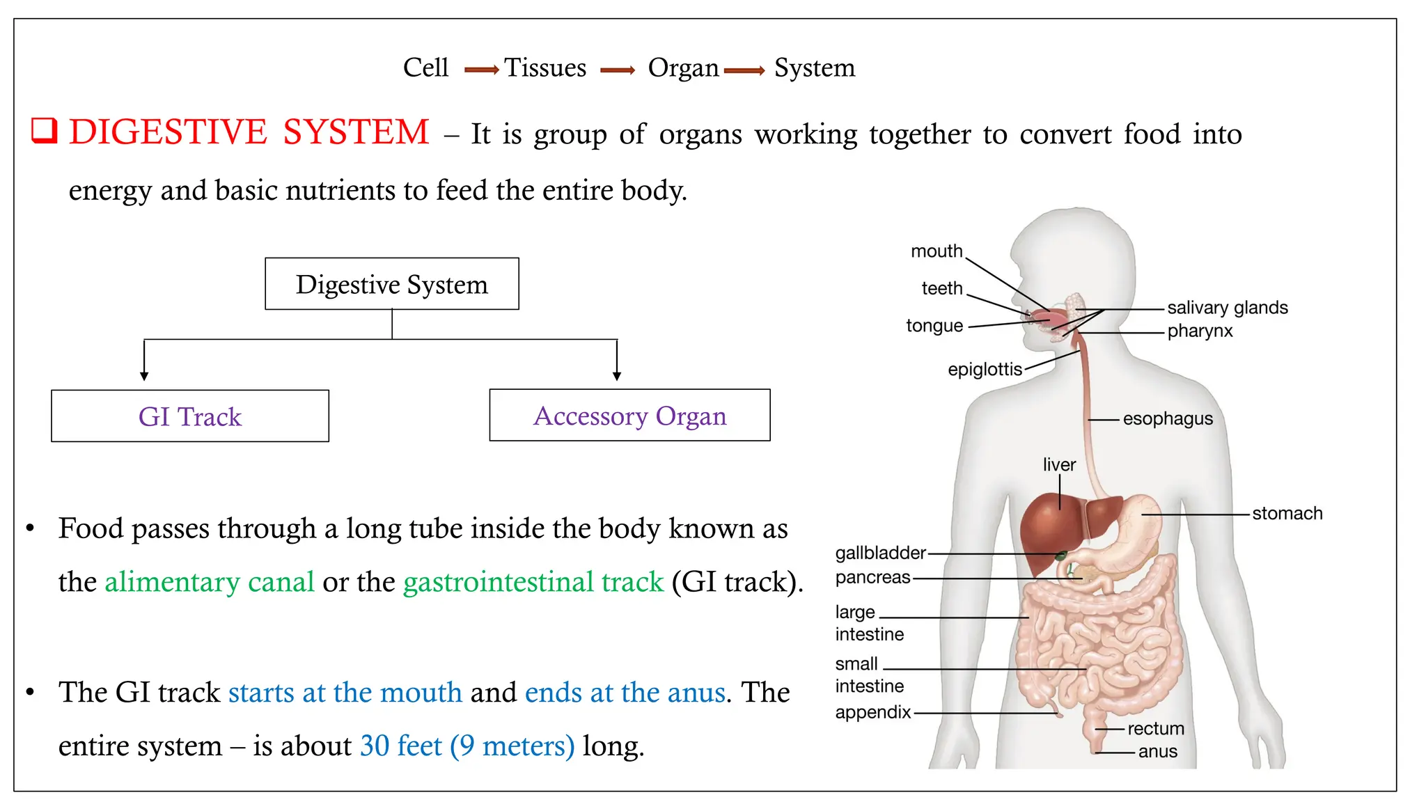 structure of digestive system in detail.pdf