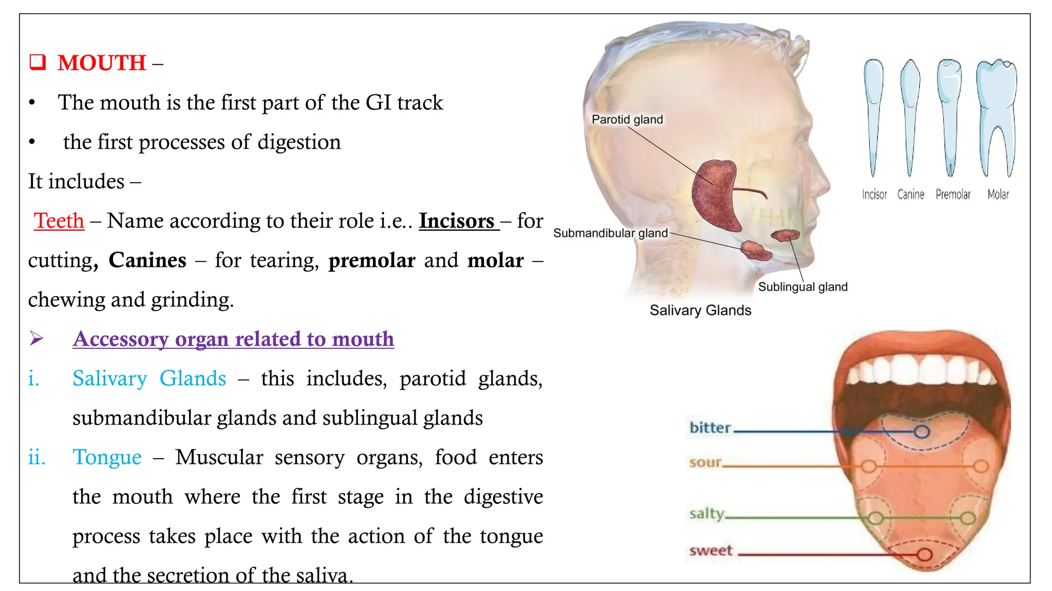structure of digestive system in detail.pdf