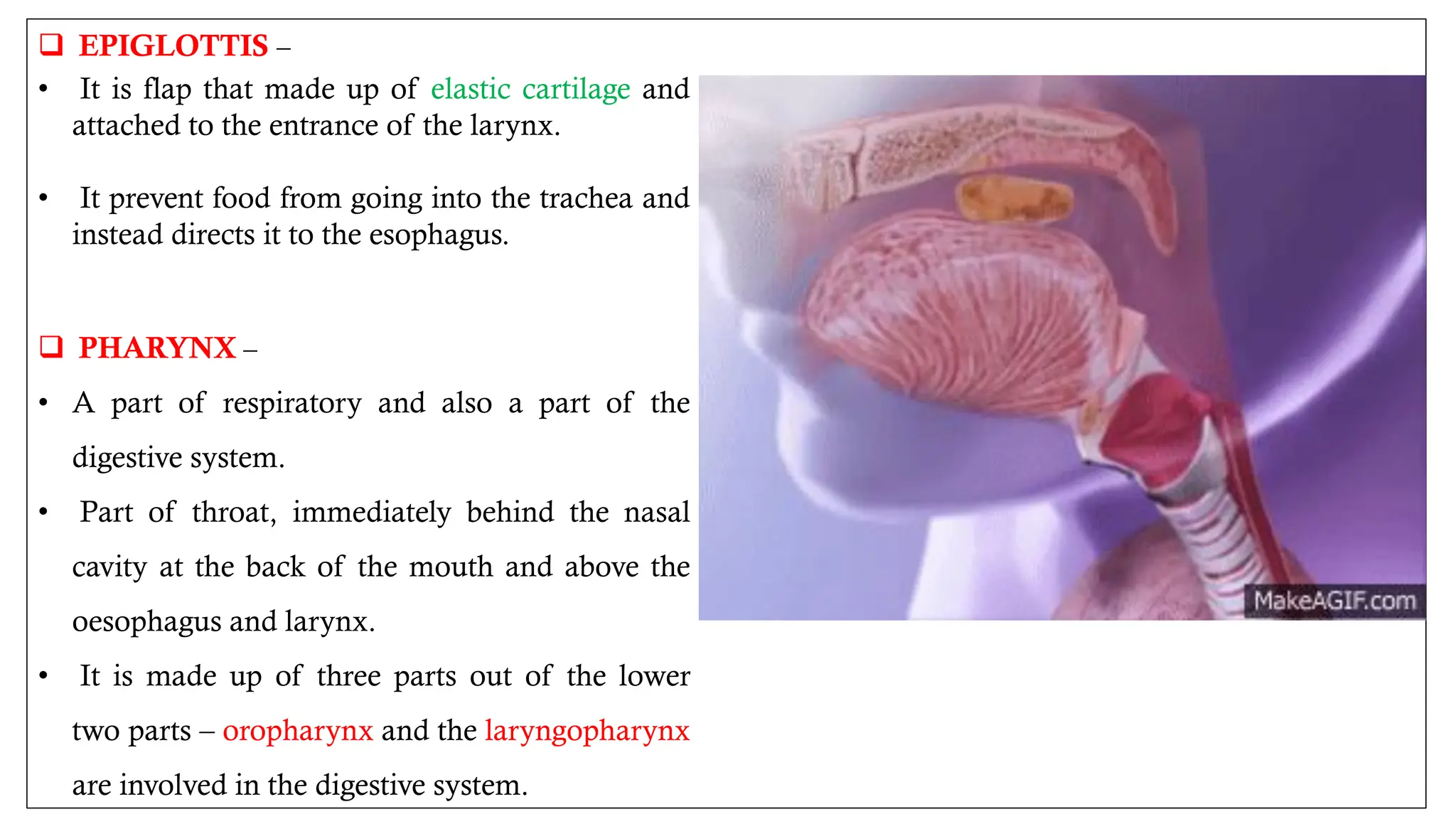structure of digestive system in detail.pdf