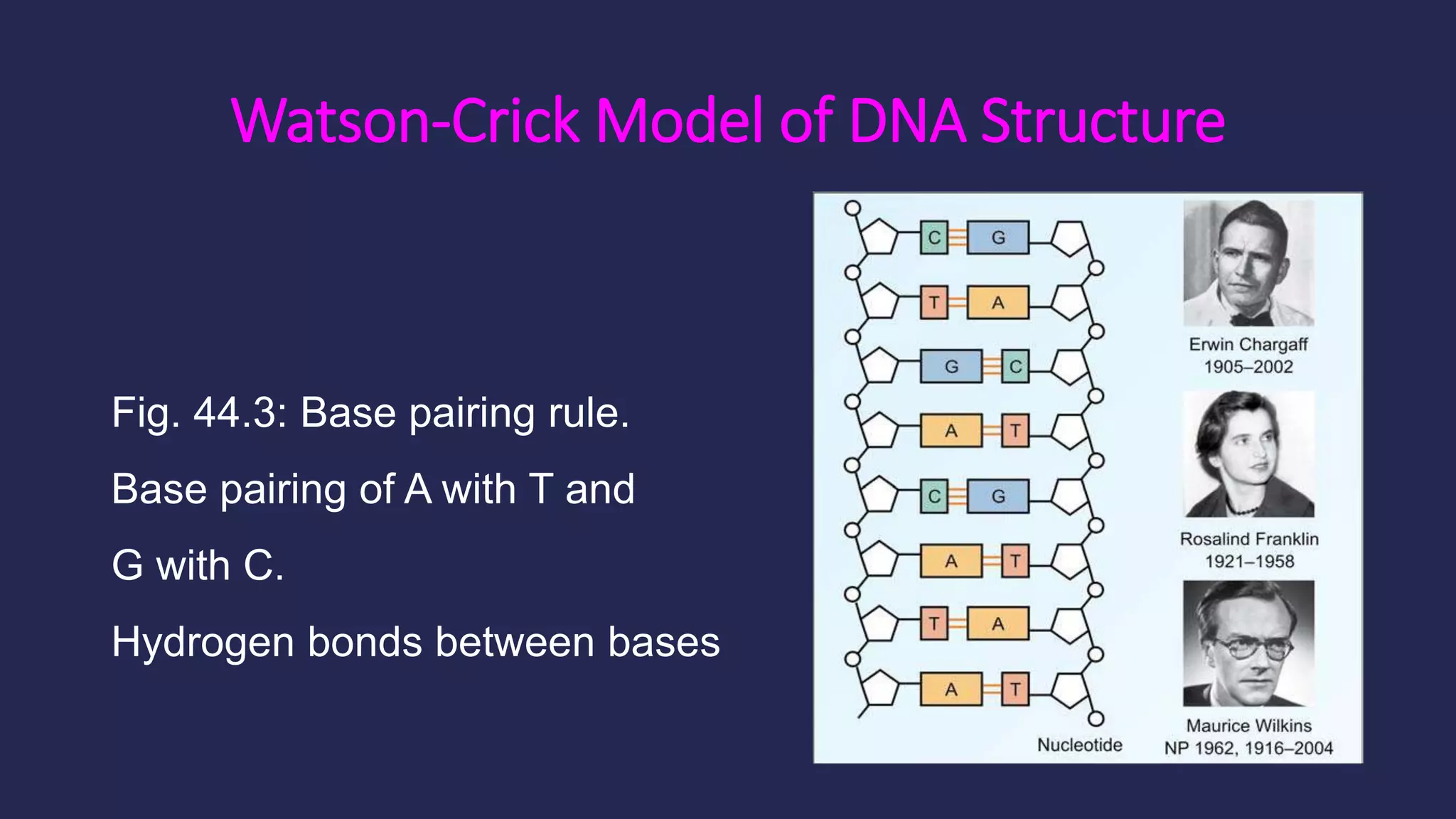 Structure of DNA | PPTX