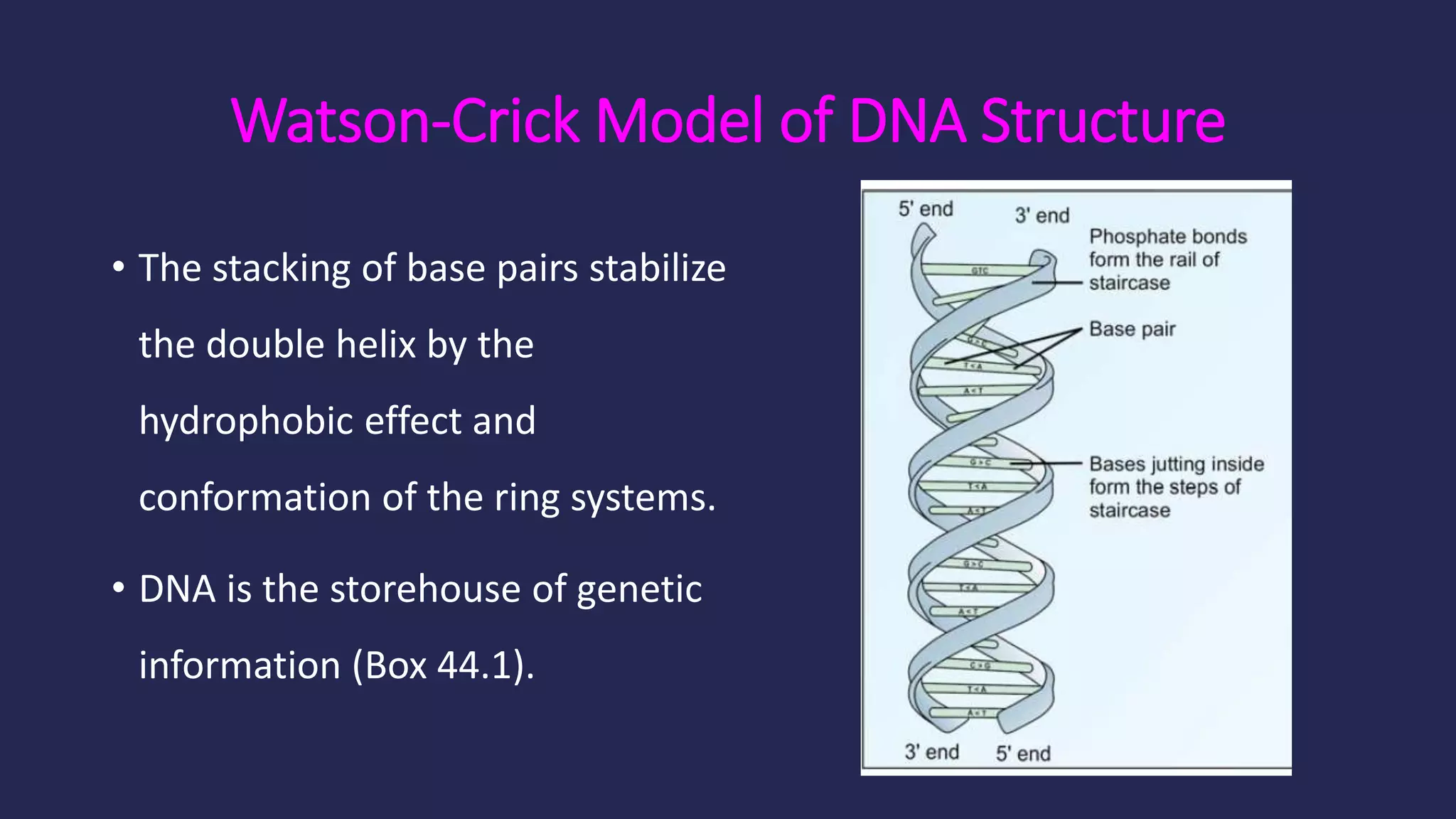 Structure of DNA | PPTX
