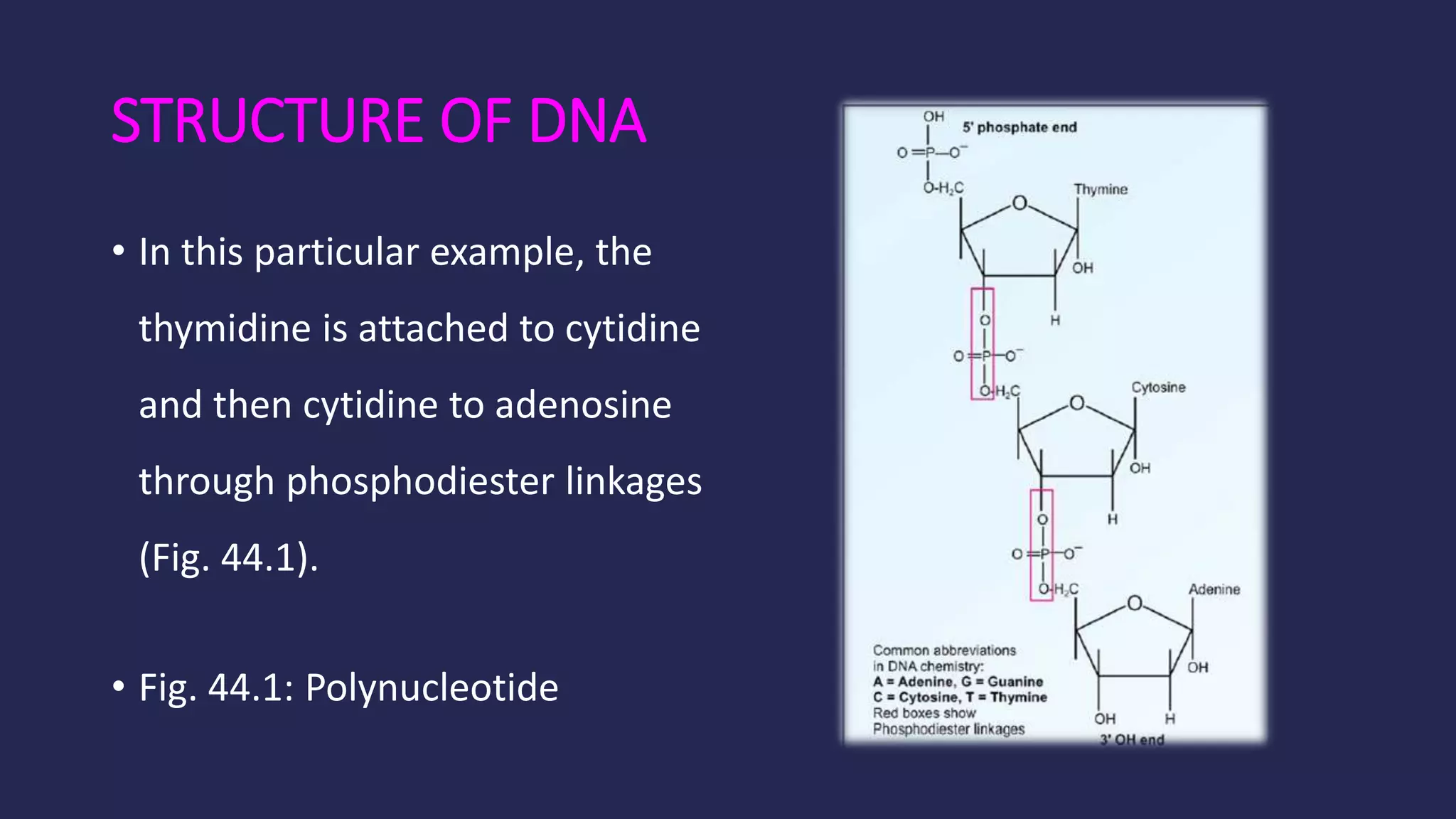 Structure of DNA | PPTX