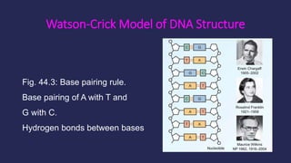 Structure of DNA | PPTX