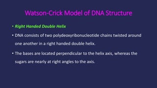 Structure of DNA | PPTX
