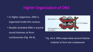 Structure of DNA | PPTX