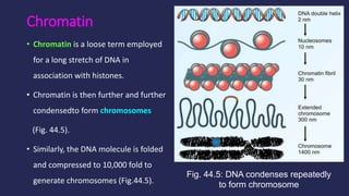 Structure of DNA | PPTX