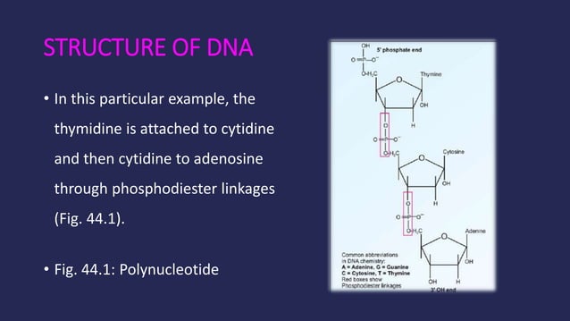 Structure of DNA | PPTX