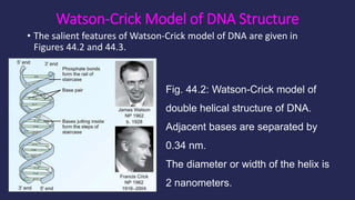 Structure of DNA | PPTX
