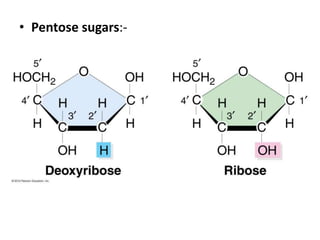 Pentose Sugar Structure