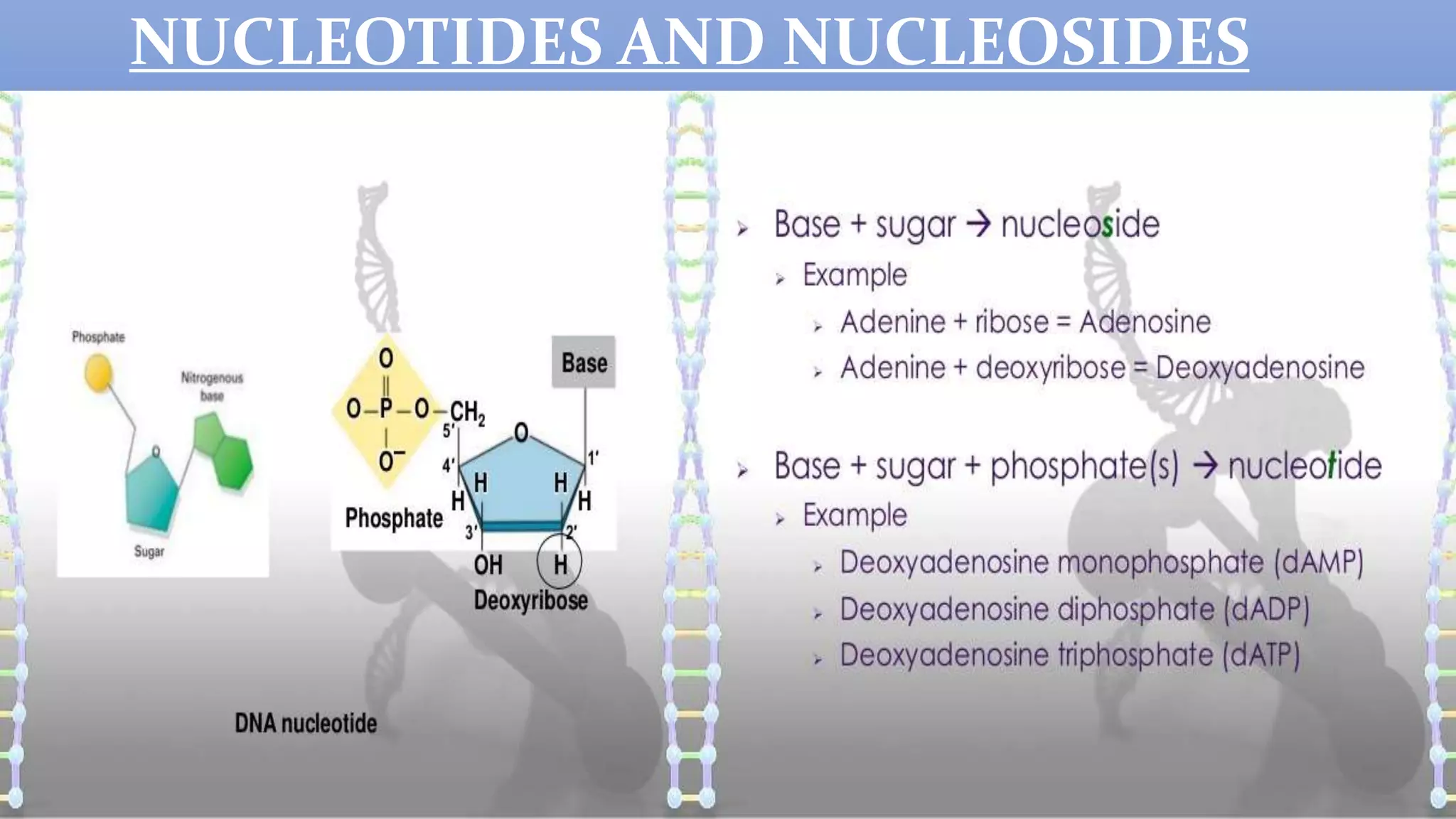 Structure of dna | PPTX | Chemistry | Science