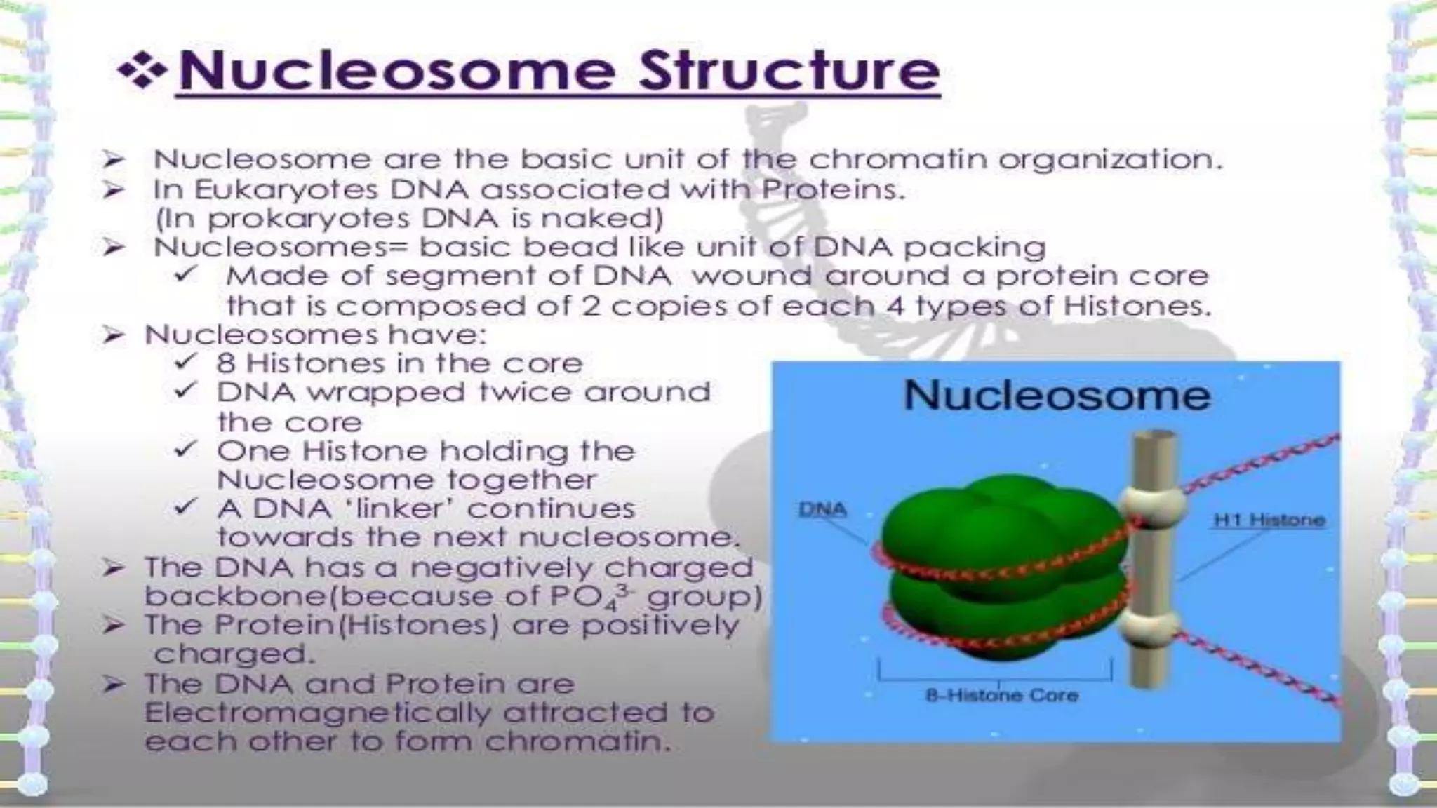 Structure of dna | PPTX | Chemistry | Science